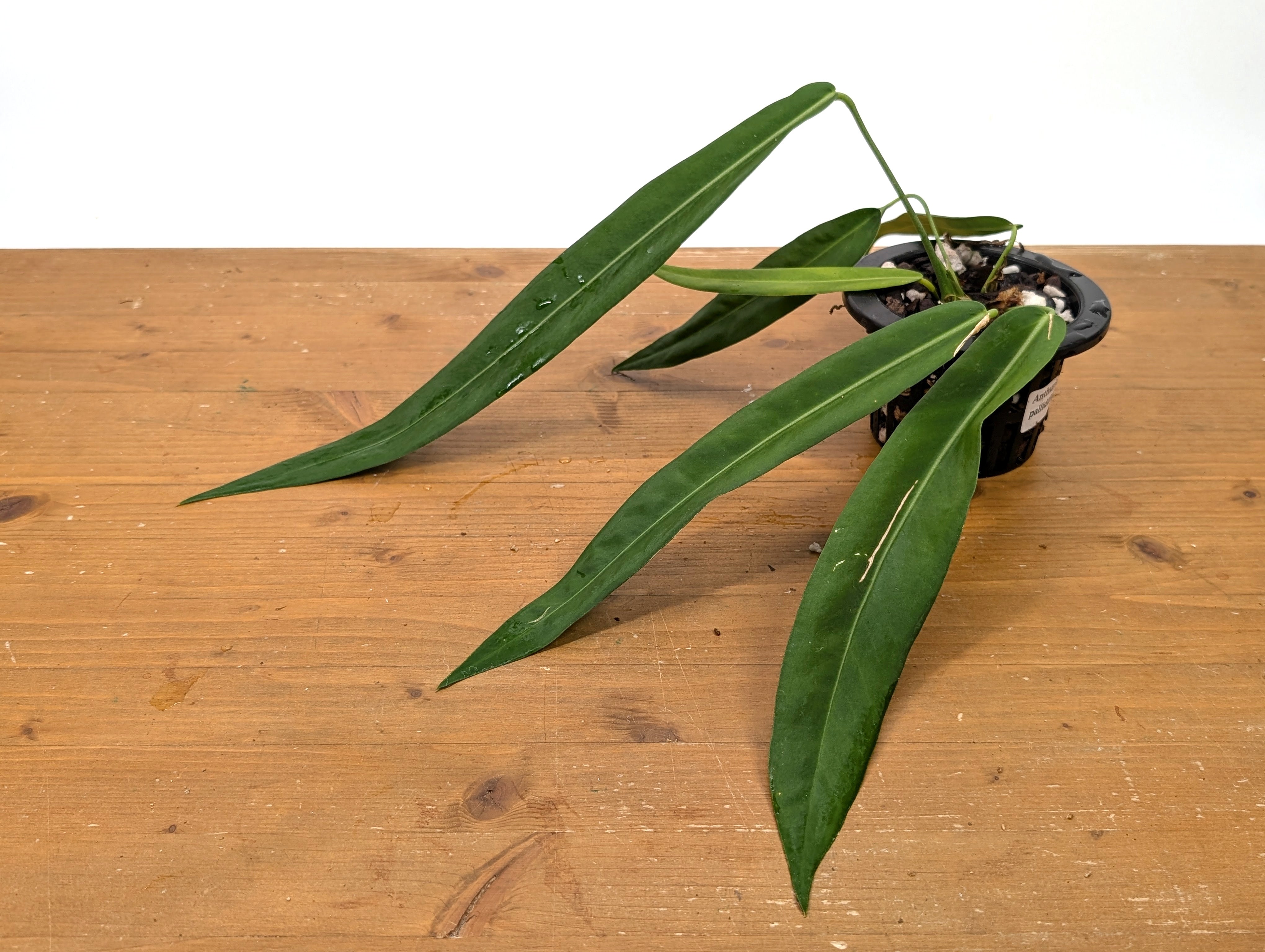 Anthurium Pallidiflorum Care Guide: How to Grow Strap‑Leaf Velvet Anth ...