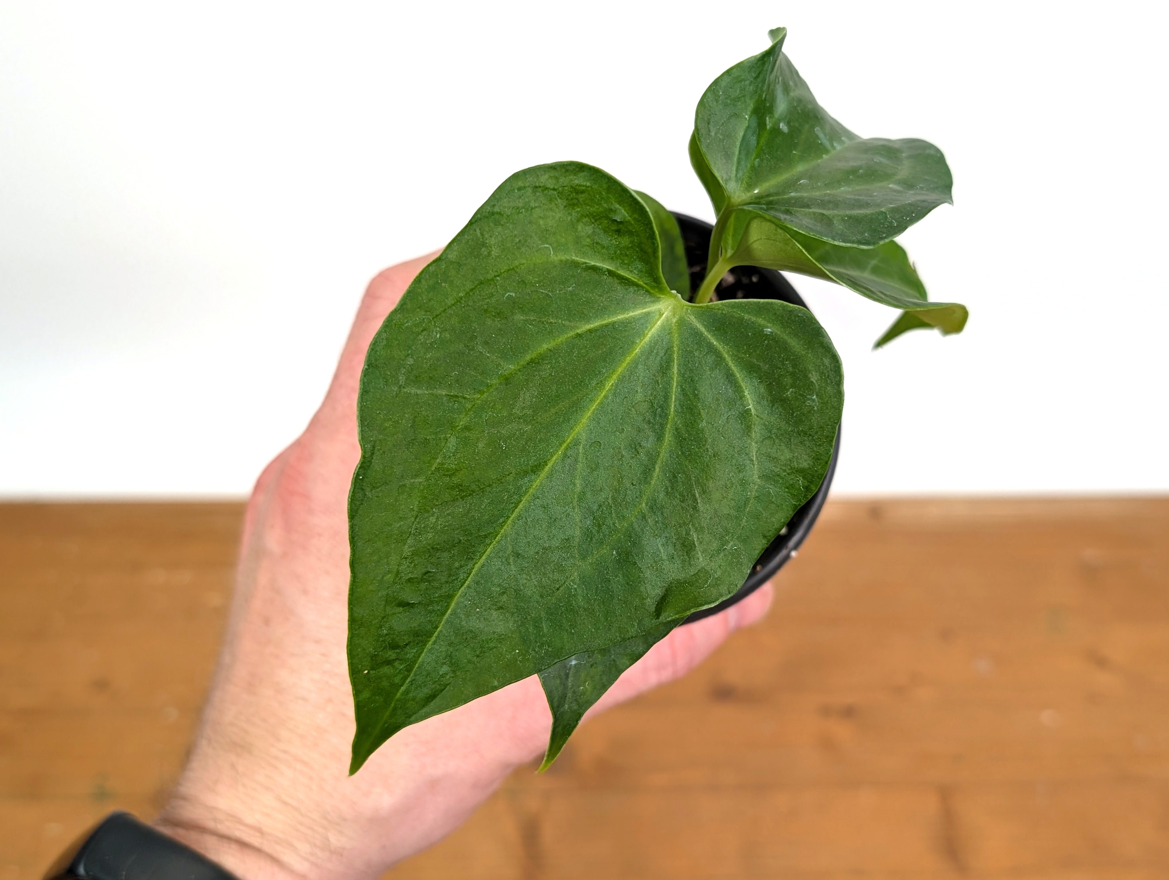 Anthurium Delta Force – Plantamani Plants